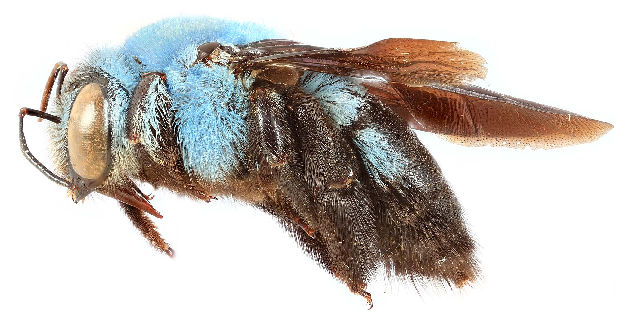 New federal grant aims to make KU’s world-leading collection of bees ...